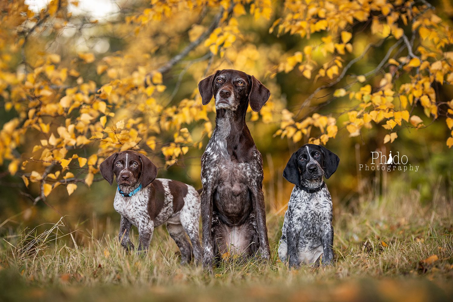 Phido Shoot Locations » Phido Photography – Pet