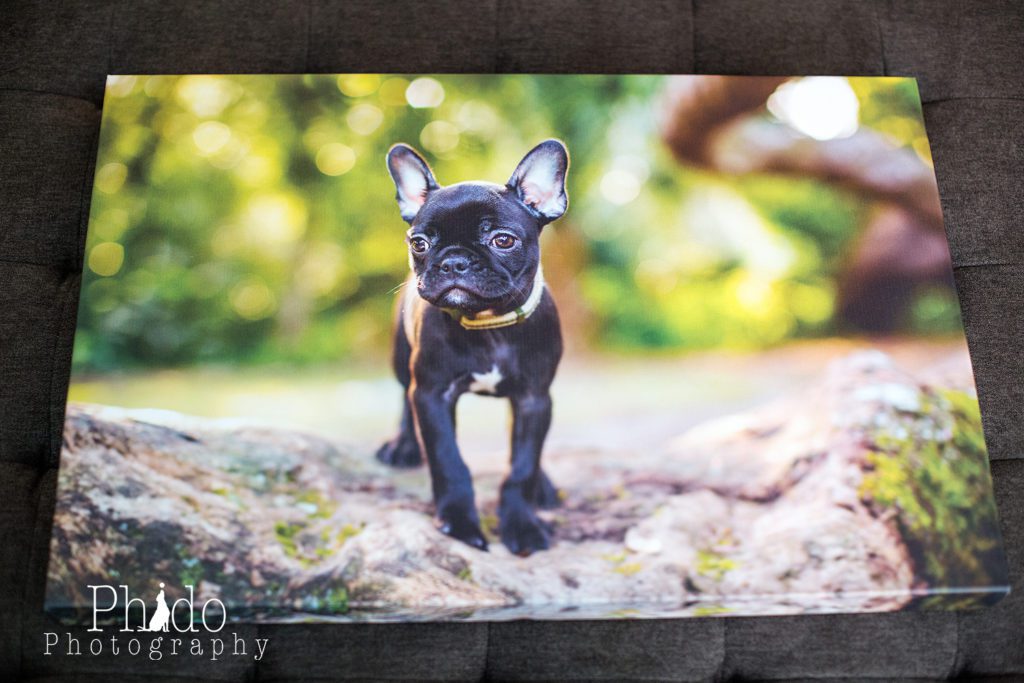 Phido Art Products » Phido Photography – Pet