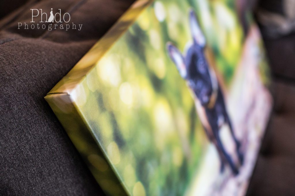 Phido Art Products » Phido Photography – Pet