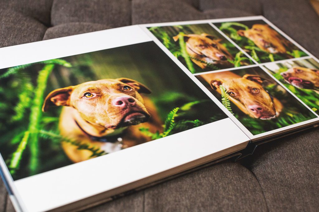 Phido Art Products » Phido Photography – Pet