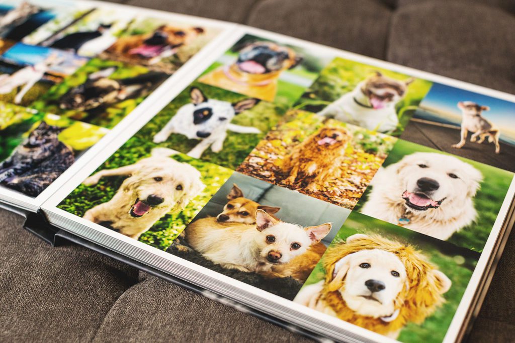 Phido Art Products » Phido Photography – Pet