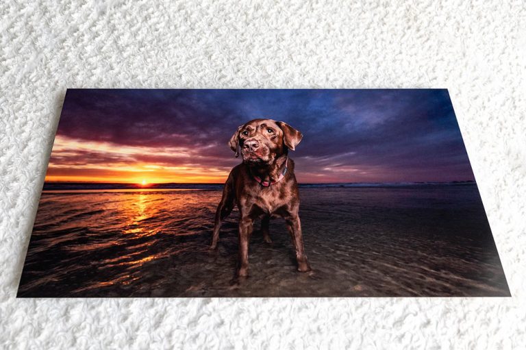 Phido Art Products » Phido Photography – Pet