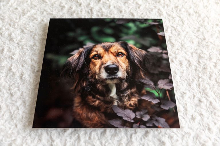 Phido Art Products » Phido Photography – Pet