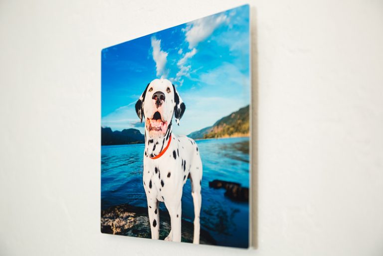 Phido Art Products » Phido Photography – Pet